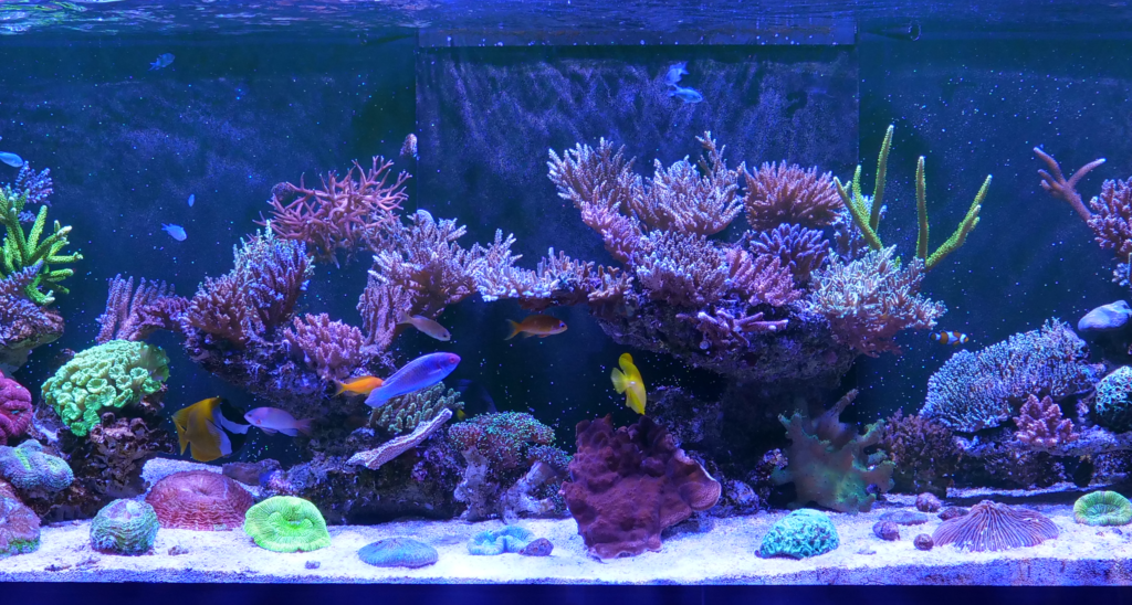 How to switch to Red Sea reef salt or Coral Pro reef salt