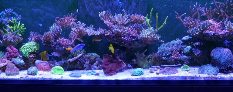 How to mix perfect saltwater from Red Sea Salts - Tips & Tricks