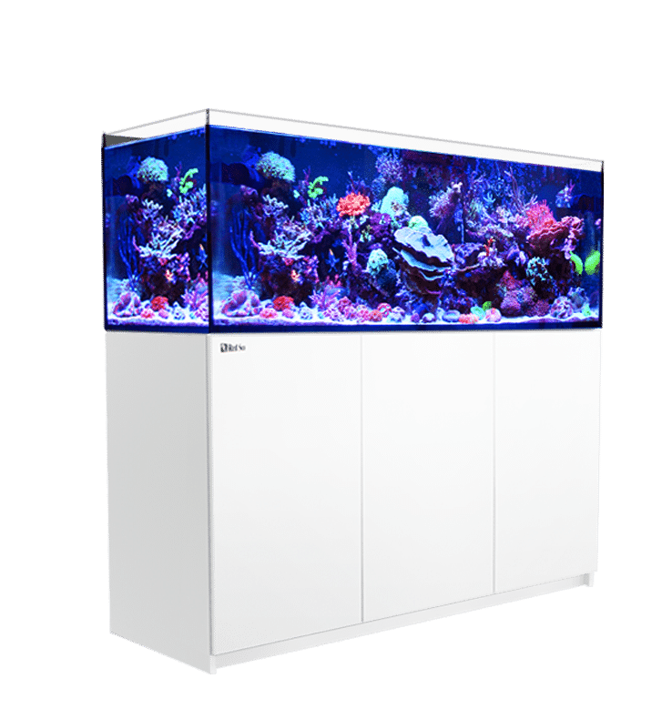 Video Guides - Red Sea